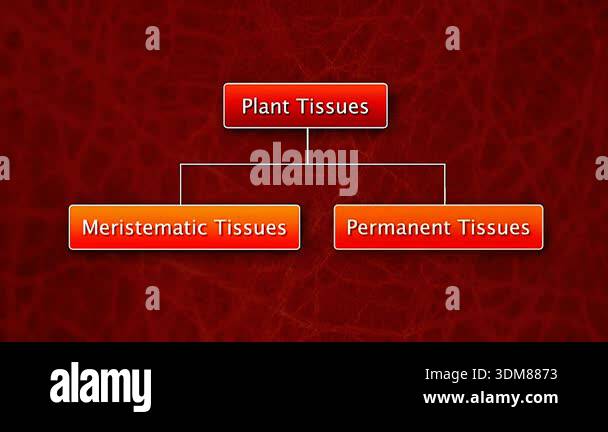 3d animation of different plant tissues showing meristematic, permanent ...