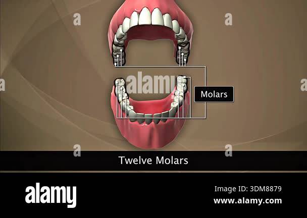 Molar adaptation Stock Videos & Footage - HD and 4K Video Clips - Alamy
