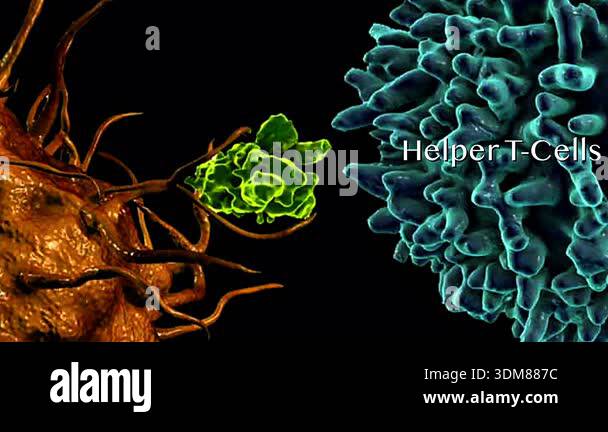 3d animation of antigen presentation showing MHC molecules, peptide ...