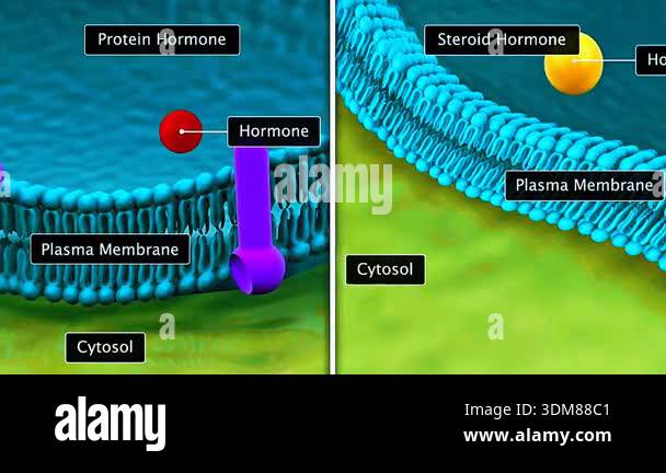 3d animation of protein and steroid hormone binding to receptors ...