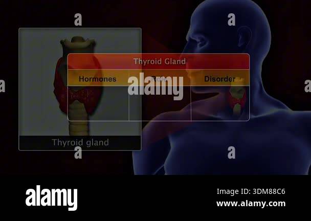 3d animation of thyroid gland hormones showing T3, T4, calcitonin roles ...