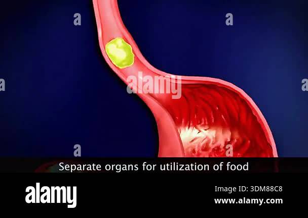 3d animation of different organs showing heart, lungs, stomach, brain ...