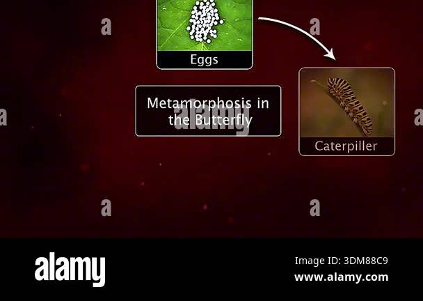 3d animation of butterfly metamorphosis showing egg, larva, pupa and ...