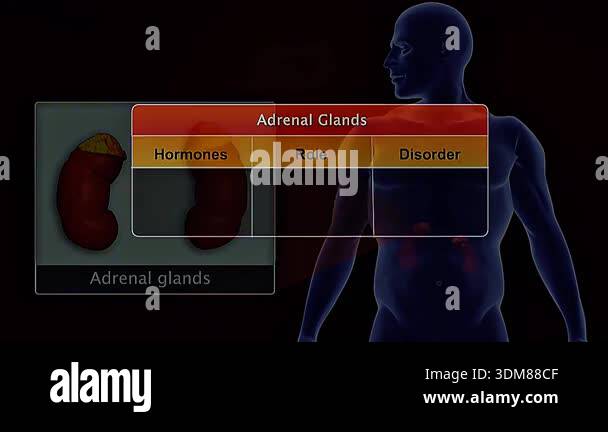 3d animation of adrenal gland hormones showing cortisol, aldosterone ...