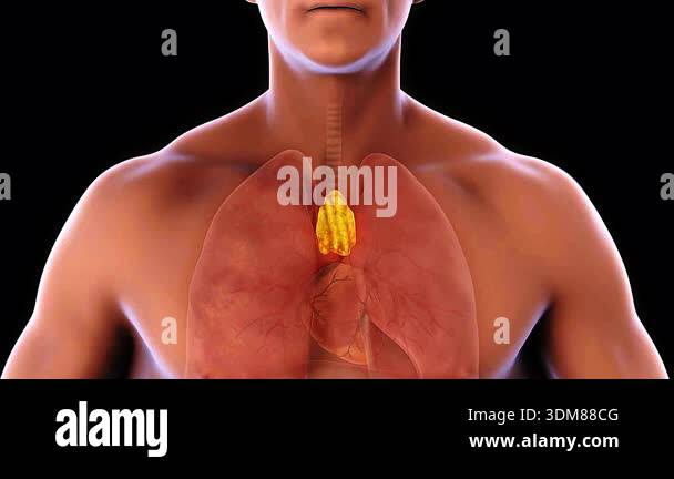 3d animation of thymus gland and T-cell lymphocyte showing maturation ...