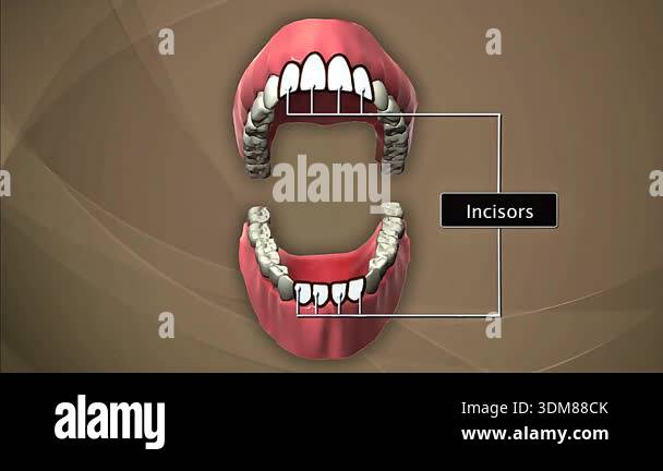 3d animation of incisor teeth showing sharp edges, position and role in ...