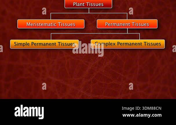 3d animation of plant tissues showing meristematic, permanent, dermal ...