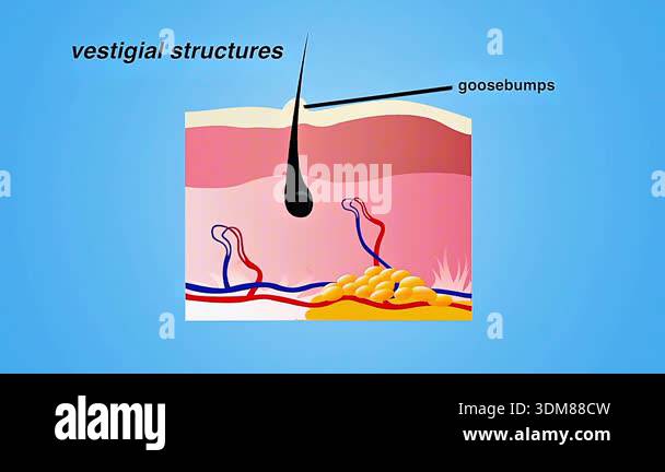 3d animation of vestigial structures in humans and animals showing ...