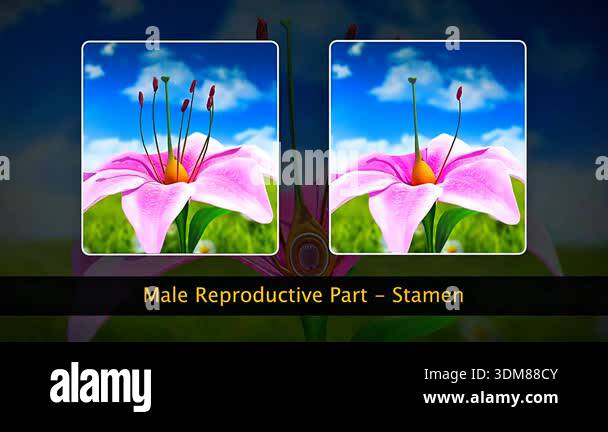 3d animation of different parts of a flower showing sepals, petals ...
