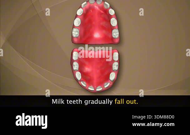 3d animation of stages of human teeth development showing primary ...