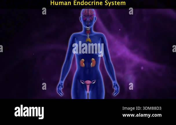 Major glands endocrine system Stock Videos & Footage - HD and 4K Video ...