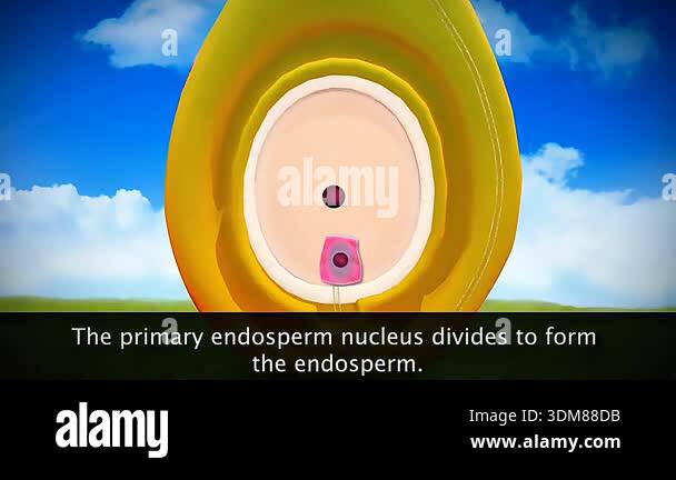 3d animation of process of embryo formation showing fertilization ...