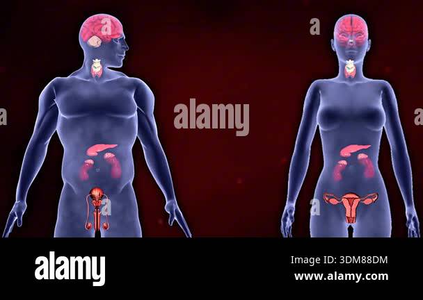3d animation of hormone action showing receptor binding, signal ...