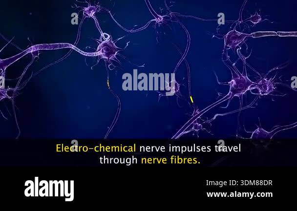 3d animation of electrochemical nerve impulses and hormones showing ...