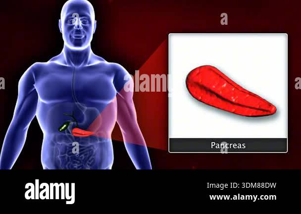 3d animation of pancreas hormones showing insulin, glucagon roles and ...