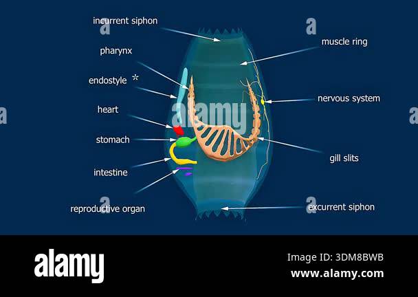 3d animation of salp anatomy showing transparent body, siphons, muscle ...