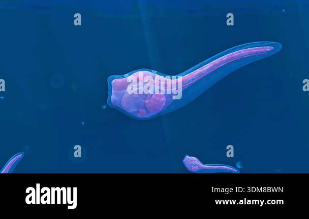 3d animation of larval tunicates showing tadpole-like body, notochord ...