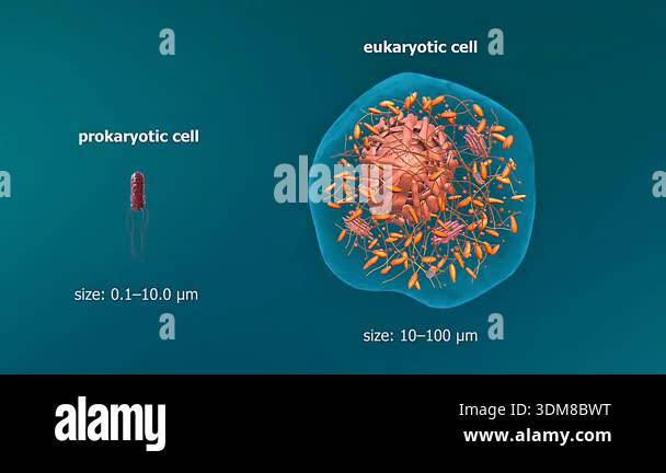 3d animation comparing size of prokaryotic and eukaryotic cells showing ...