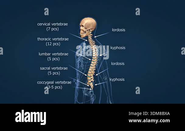 3d animation of normal healthy spine showing natural curves, vertebral ...