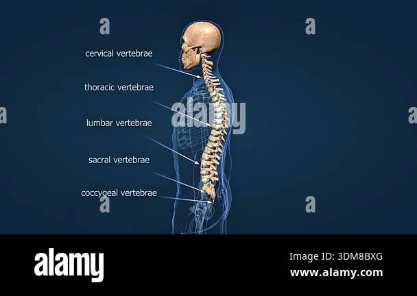 Human vertebrae dynamics Stock Videos & Footage - HD and 4K Video Clips ...