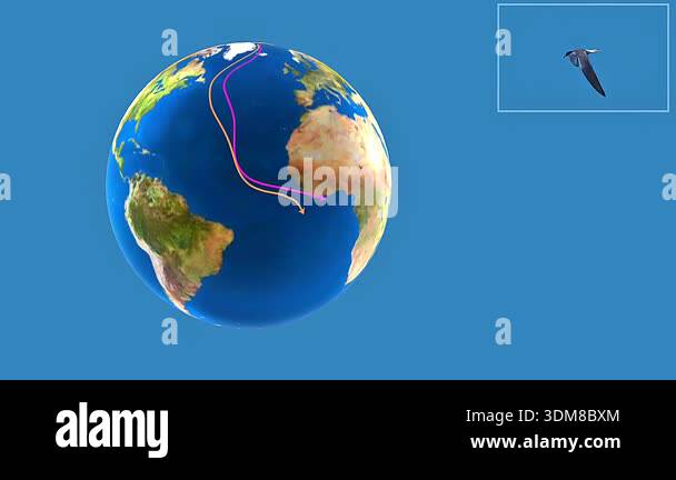 Arctic tern migration cycle Stock Videos & Footage - HD and 4K Video ...