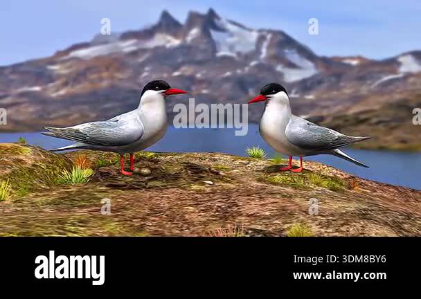3d animation of arctic tern habitat showing coastal nesting sites ...
