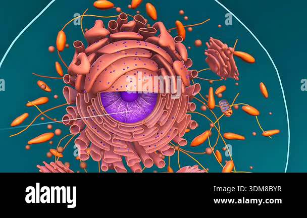 3d animation of eukaryotic cell showing nucleus, organelles, cytoplasm ...
