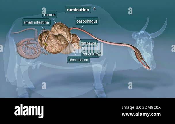 3d animation of domestic yak rumination process showing cud chewing ...