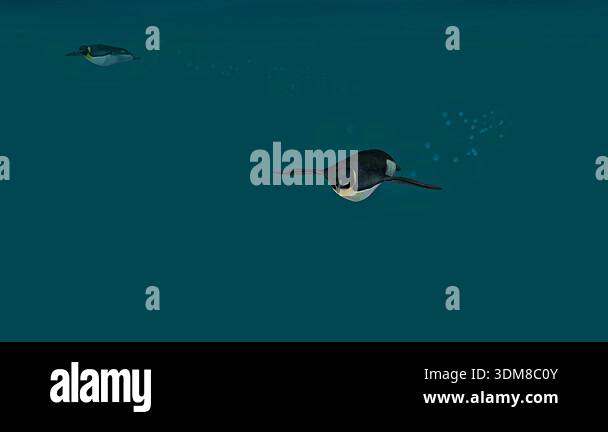 3d animation of emperor penguin swimming in sea water showing ...