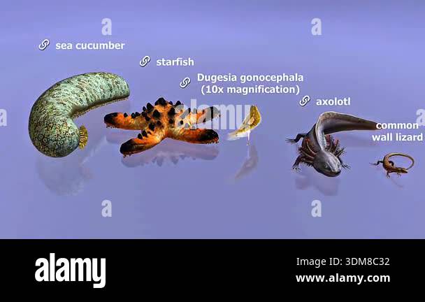 3d animation of regenerative animals showing starfish, salamander ...