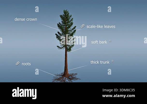 3d animation of giant sequoia anatomy showing trunk layers, bark ...