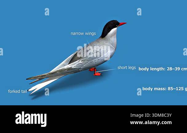 3d animation of arctic tern anatomy showing streamlined body, wings ...