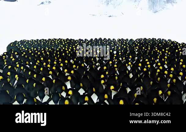 3d animation of emperor penguin breeding season showing courtship ...