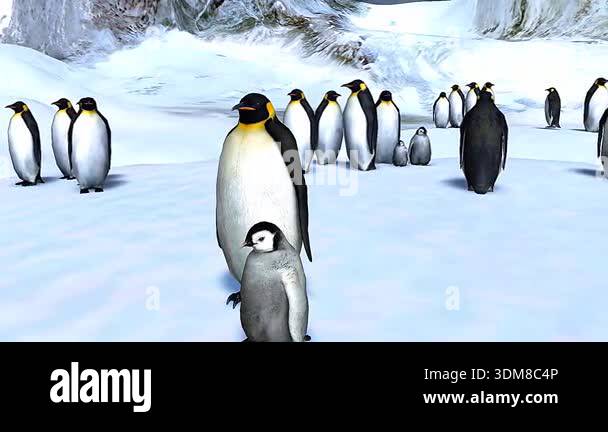3d animation of emperor penguin showing tall body, black and white ...