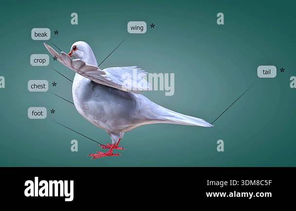 3d animation of pigeon anatomy showing skeleton, muscles, wings ...