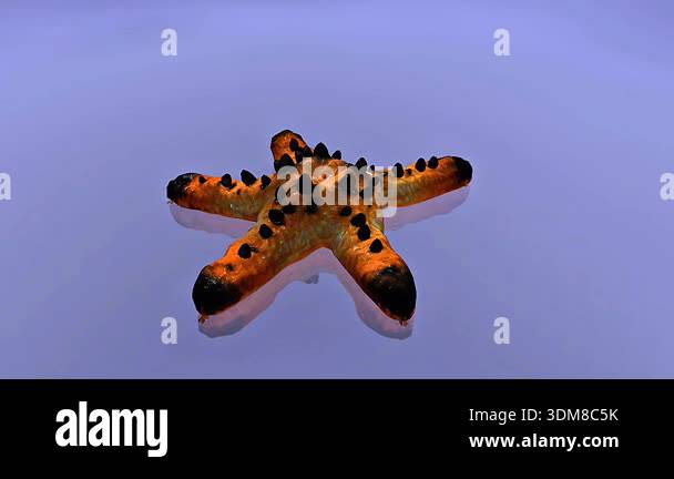 3d animation of starfish regeneration process showing arm regrowth ...
