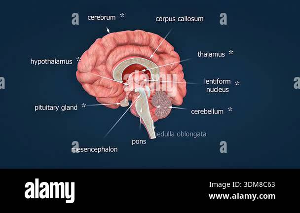 3d animation of section of human brain showing cerebral cortex ...