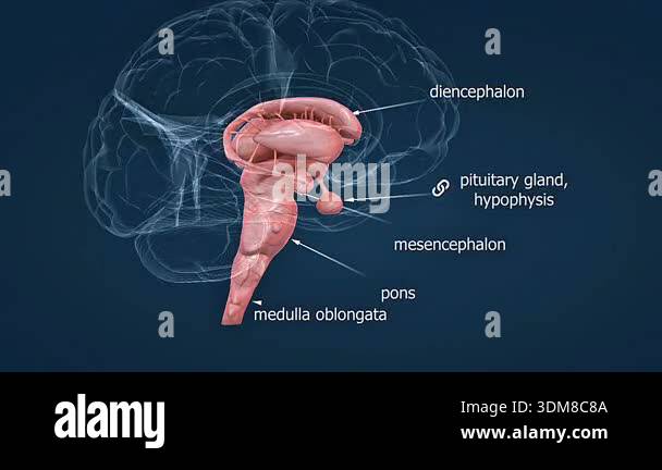 3d animation of anatomy of brain stem and diencephalon showing midbrain ...