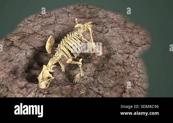 3d animation of sabre-toothed cat fossil and skeleton showing skull ...