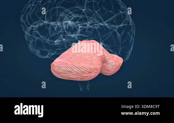 3d animation of cerebellum of human brain showing lobes, folds, and ...