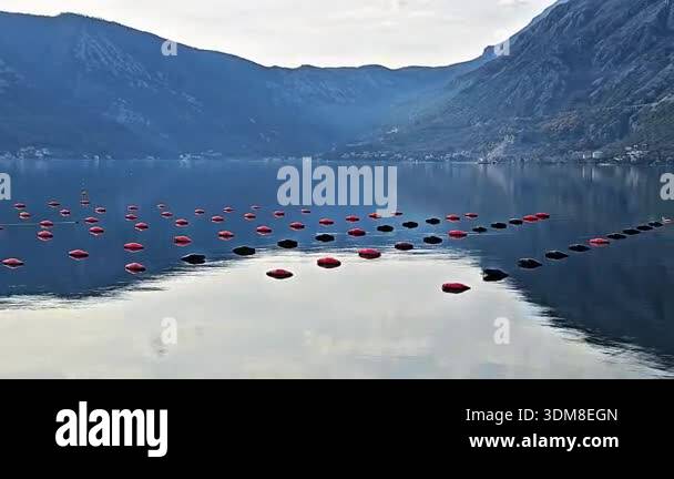 View of a mussel farm in the Bay of Kotor, Montenegro, with floating ...