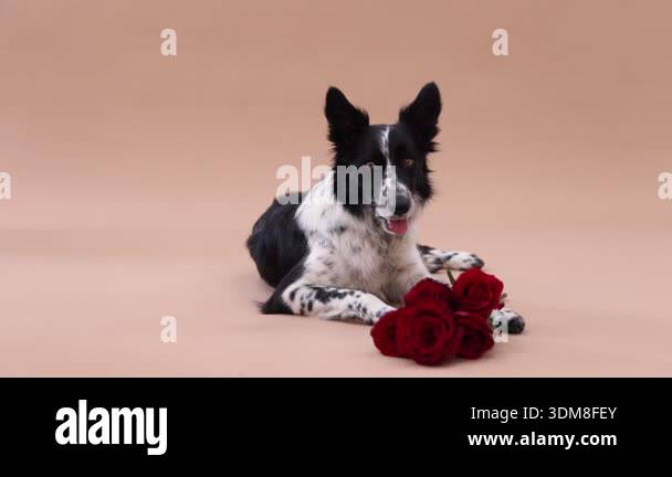 Cute Border Collie dog with red roses on beige background. Camera ...