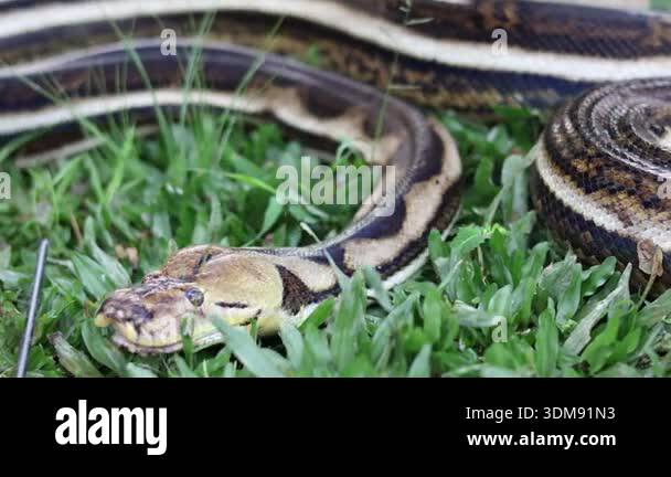 A large Reticulated Python resting on green grass, showing its ...