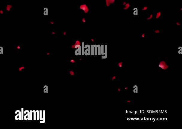 Falling Red Hearts Animation on Black Background Romantic. Valentine ...