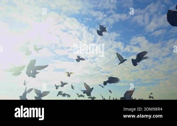 A flock of wild pigeons flying beneath dramatic clouds, creating a ...