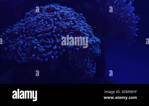 Bright coral reef is visible at night in the ocean. The underwater ...