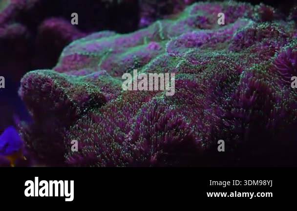 The camera focuses on a coral reef displaying bright colors and unique ...
