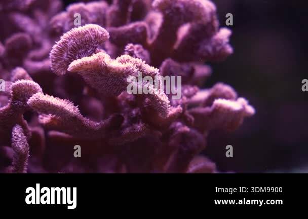 Coral structures are shown growing in a controlled marine environment ...