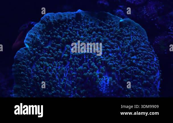 Bright coral structures glow under blue light in the ocean. Various ...