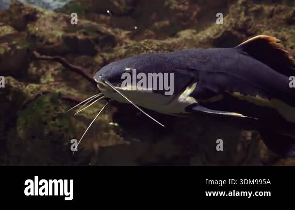 A large catfish moves slowly through a planted aquarium, displaying its ...